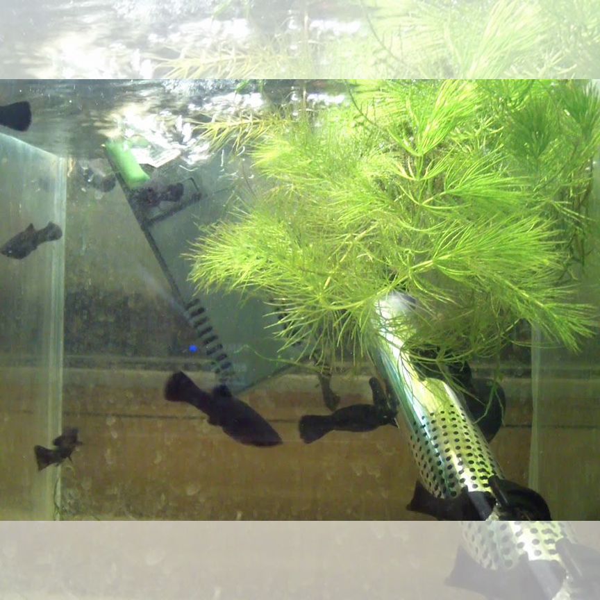 Отдам рыбки