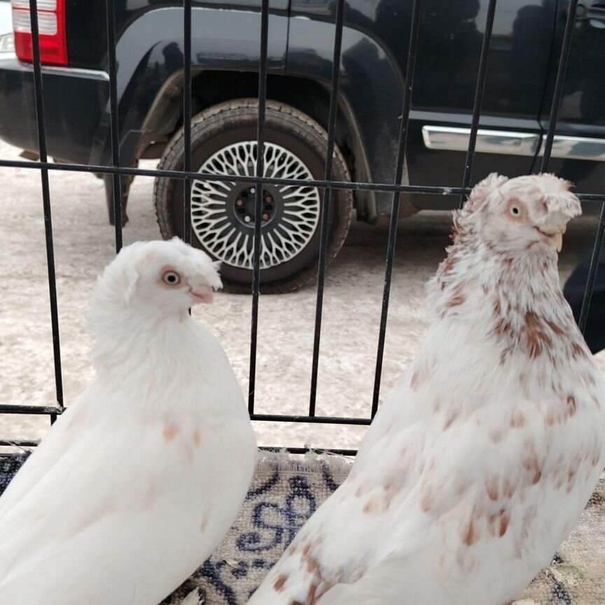 Голуби гульбадамы