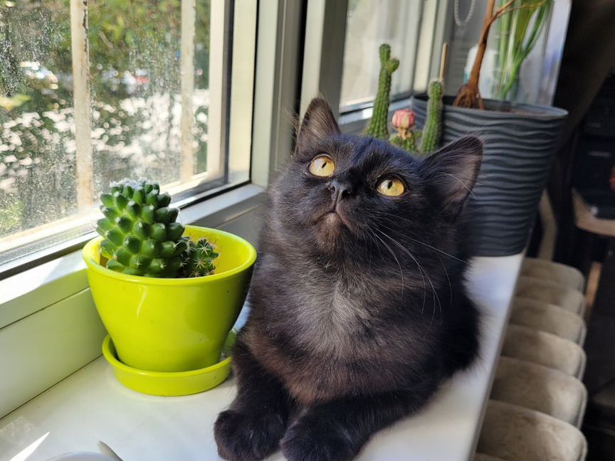 Черный котенок в добрые руки