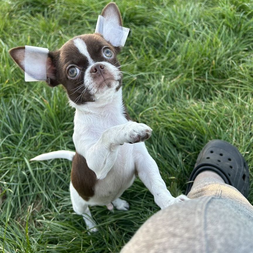 Чихуахуа зайченок