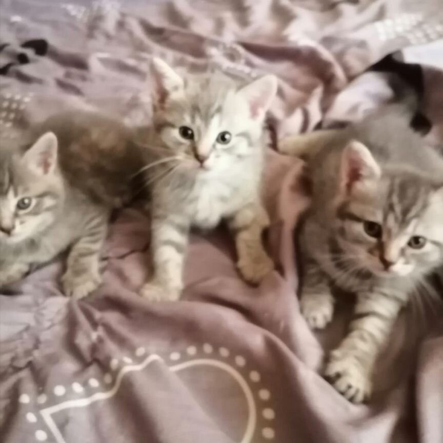 Шотландские котята табби