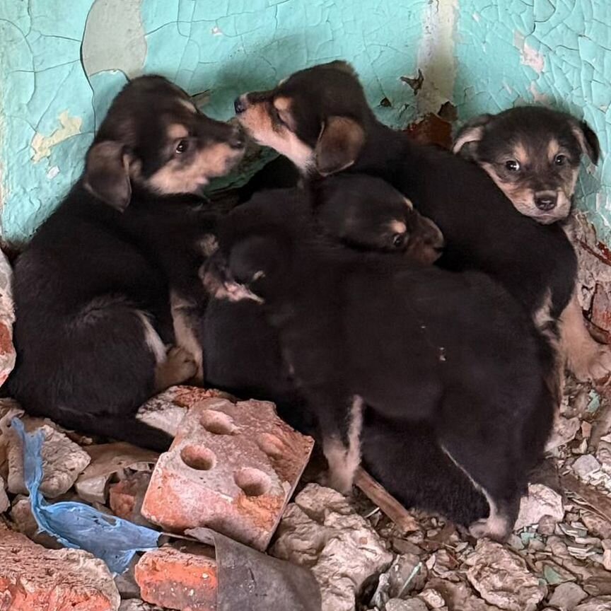 Щенок в добрые руки