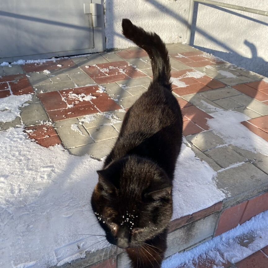 Взрослый кот в добрые руки