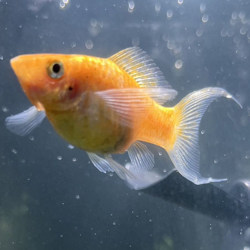 Моллинезия lira