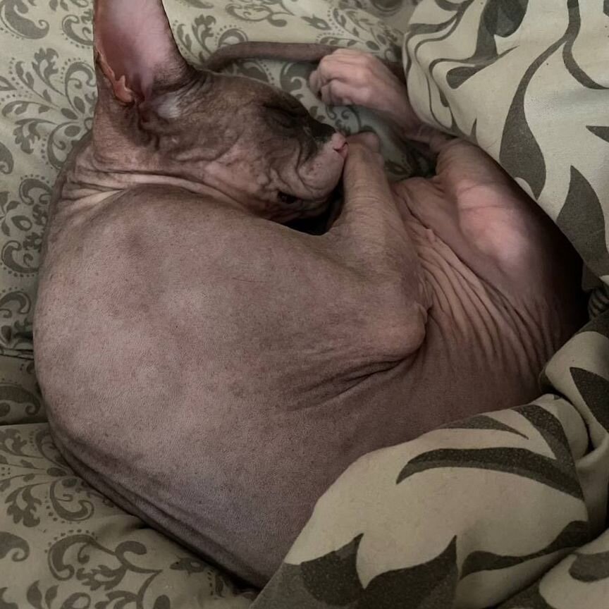 Донской сфинкс, взрослая кошка