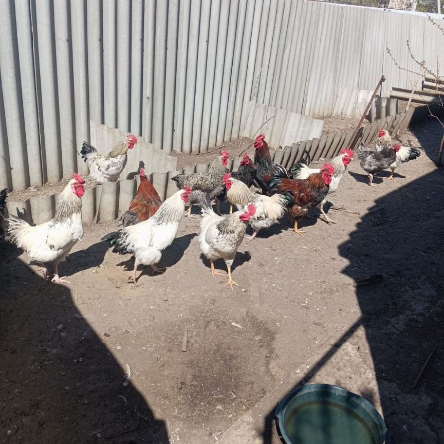 Петухи (1год)