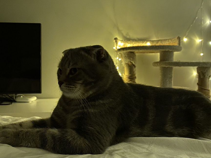 Шотландский вислоухий кот на вязку