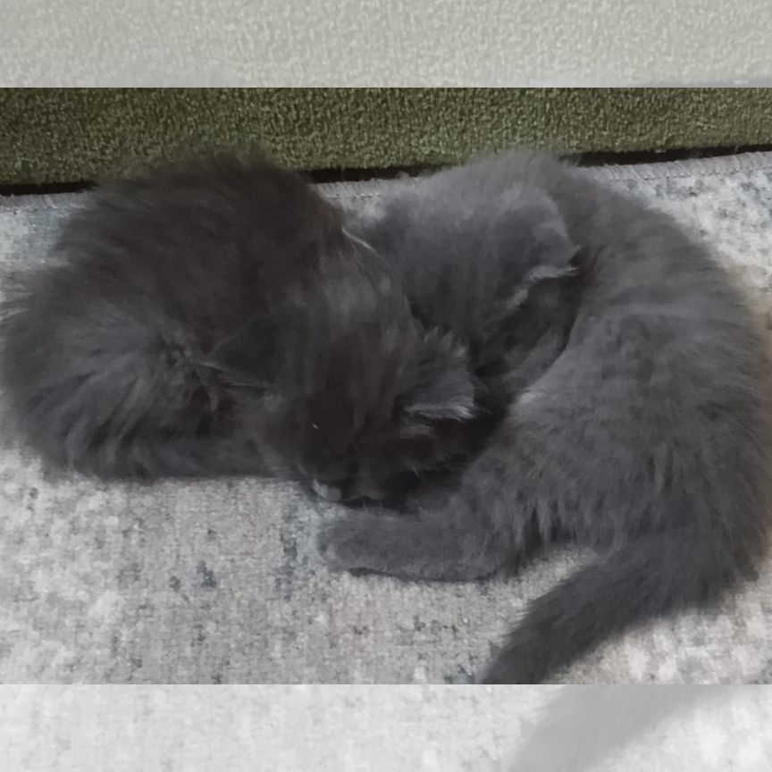 Шотландский прямоухий короткошёрстный котёнок