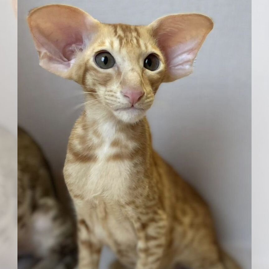 Ориентальный котёнок