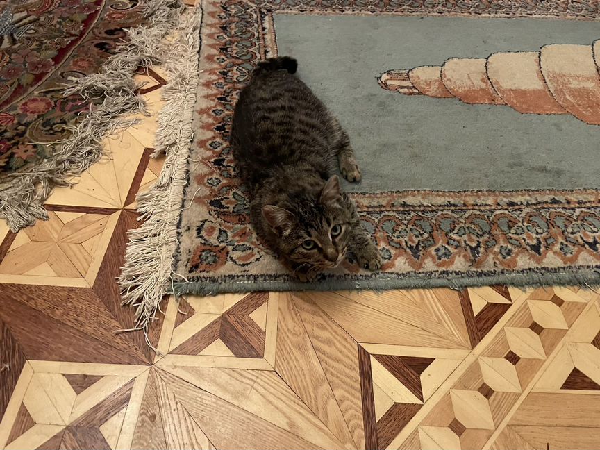 Домашний котик ищет дом