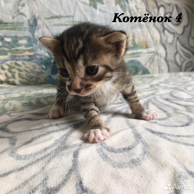 Котята коричнево-полосатые бесплатно