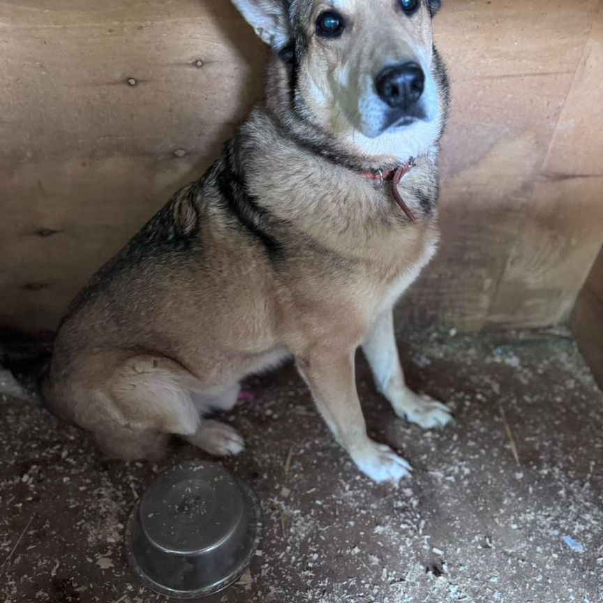 Молодой пес Хьюго живет в приюте