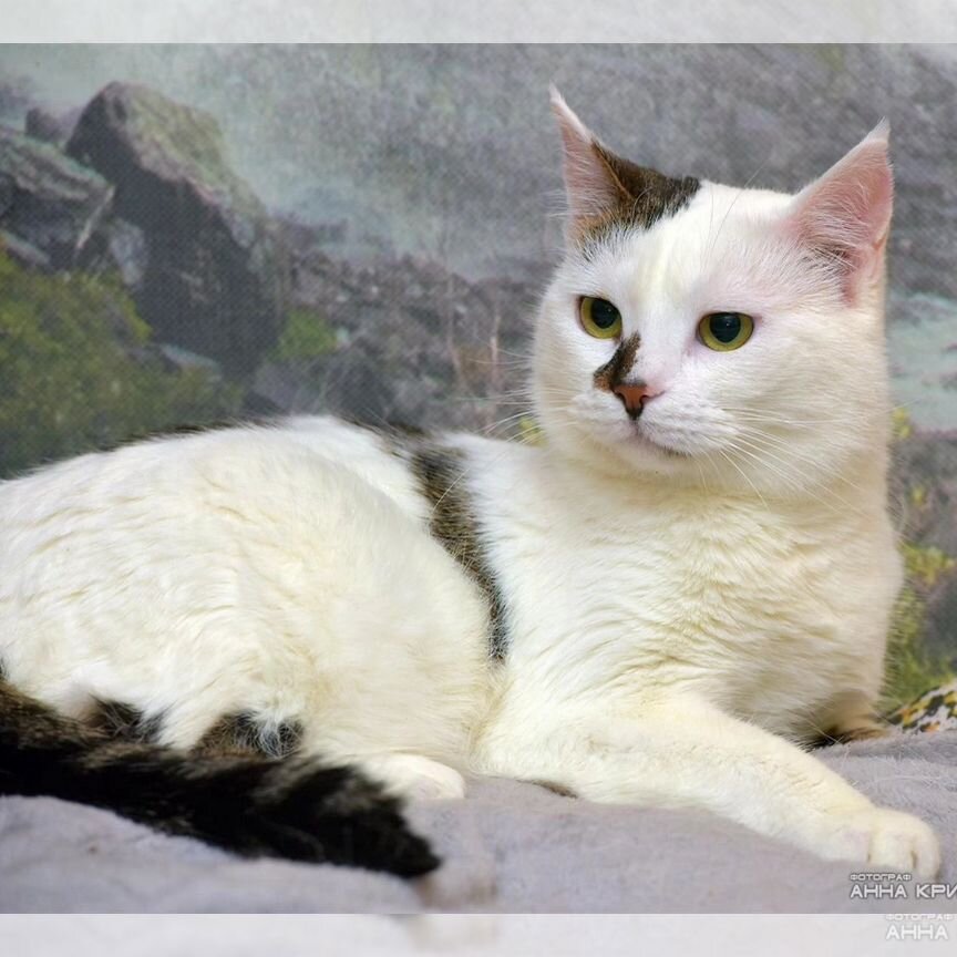Очень ласковая кошечка