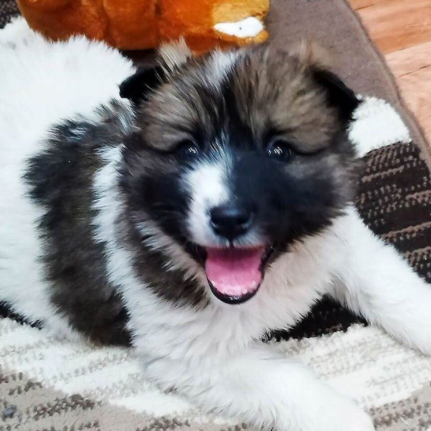 Щенок в добрые руки