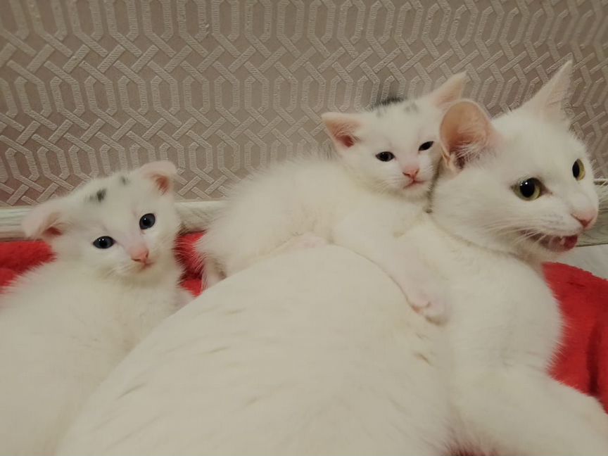 Белые пушистики