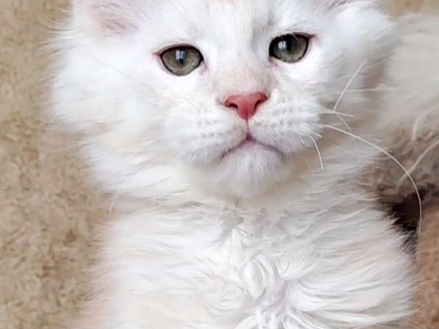 Мейн-кун Яша