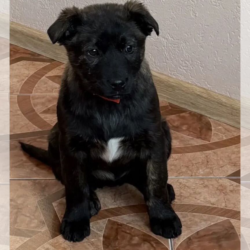 Кане-корсо, щенок