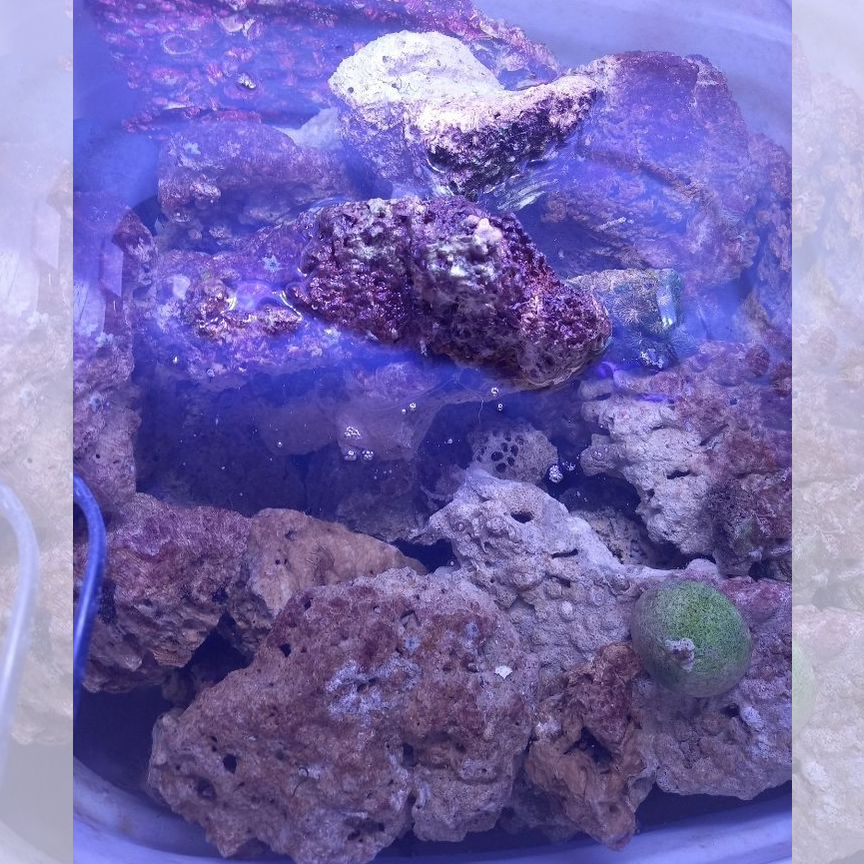 Живые камни для морского аквариума