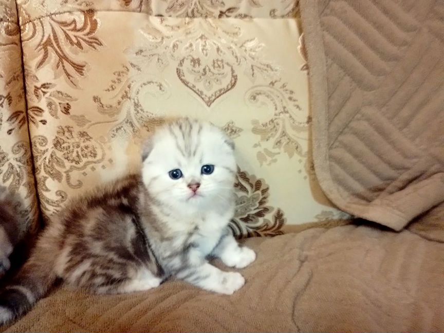 Шотландские котята золотые