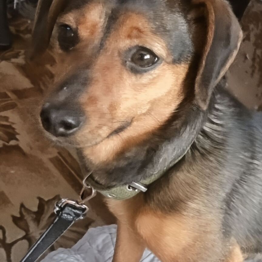 Такса, щенок