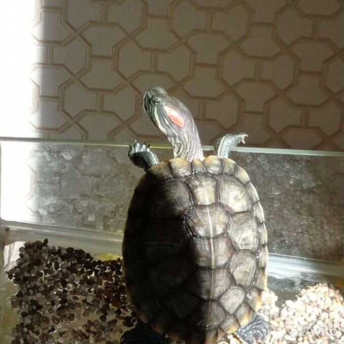 Красноухая черепаха с аквариумом
