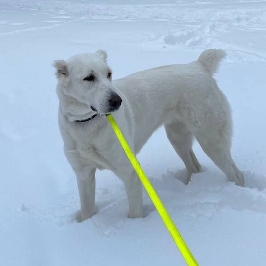 Сука на вязку