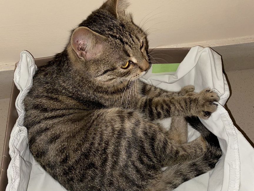 Котенок в добрые руки