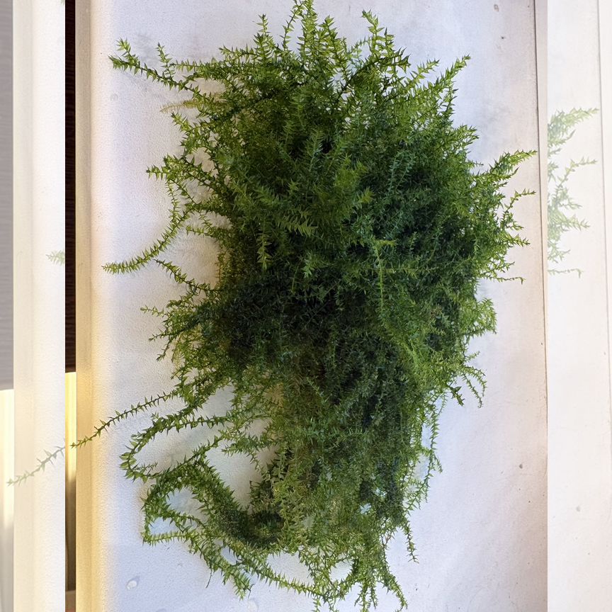 Мох для аквариума «Стринги»