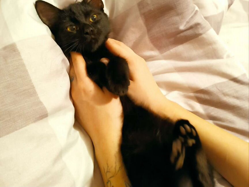 Котëнок в добрые руки