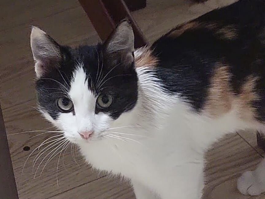 Трехцветная кошечка Триша