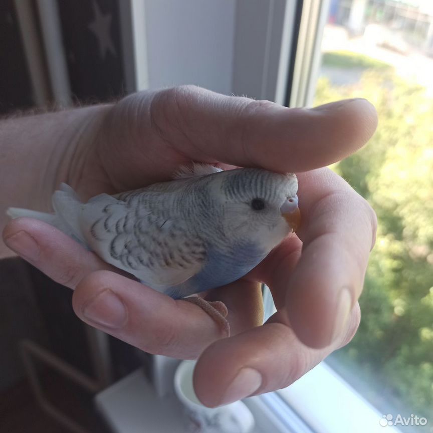 Волнистые попугаи