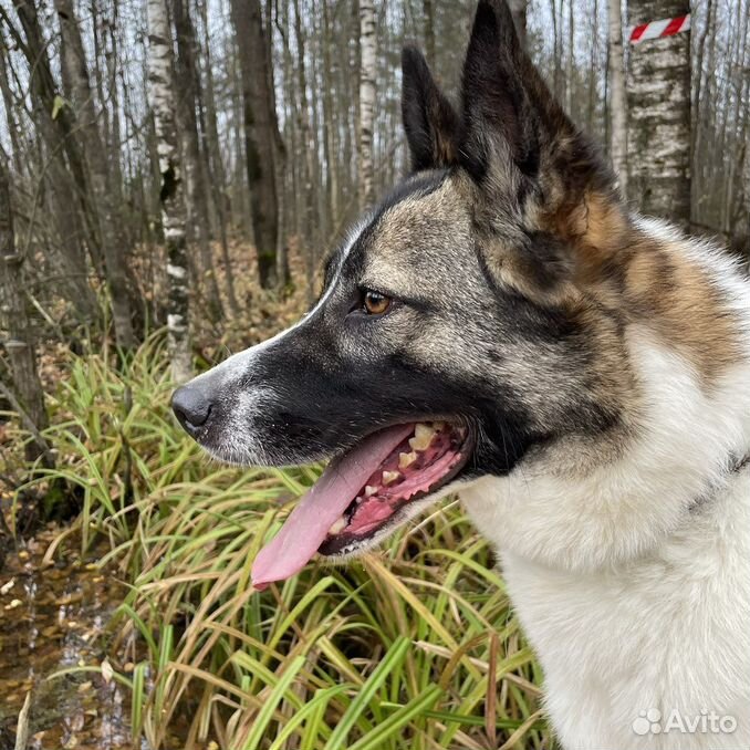 Красивущий пёс, жил в квартире