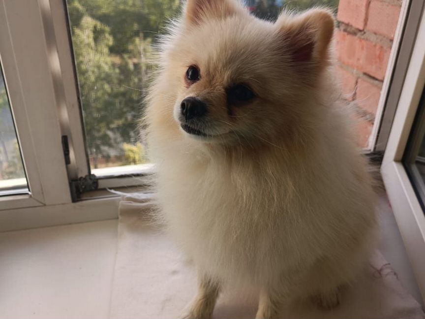 Чудесный шпиц на взяку