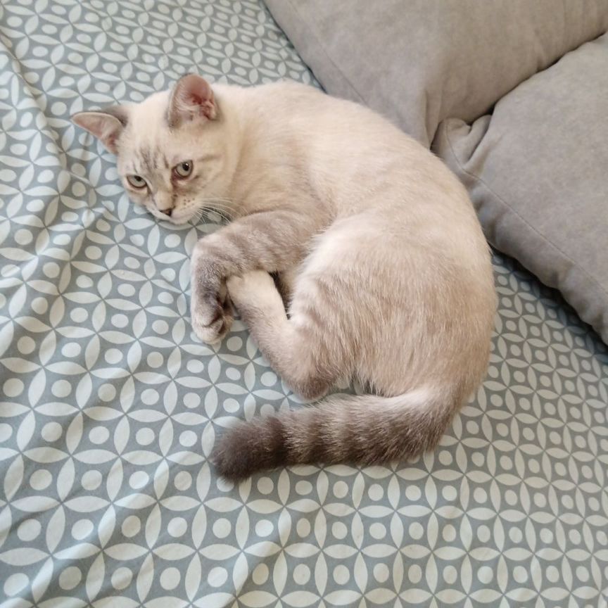 Сиамский кот мальчик