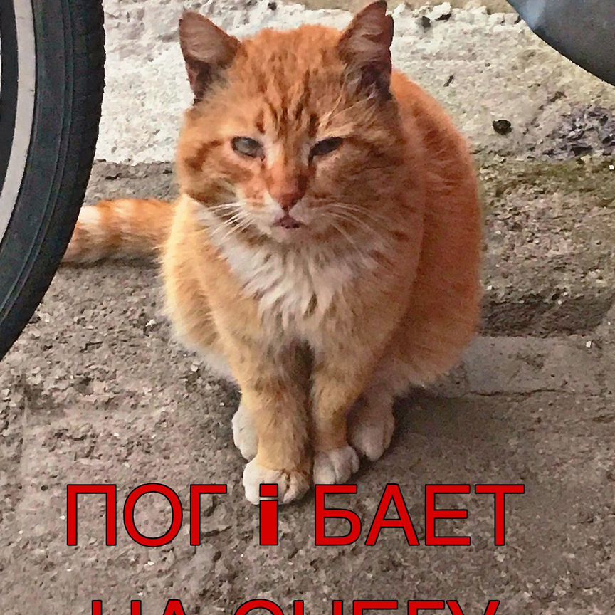 Взрослый кот в добрые руки