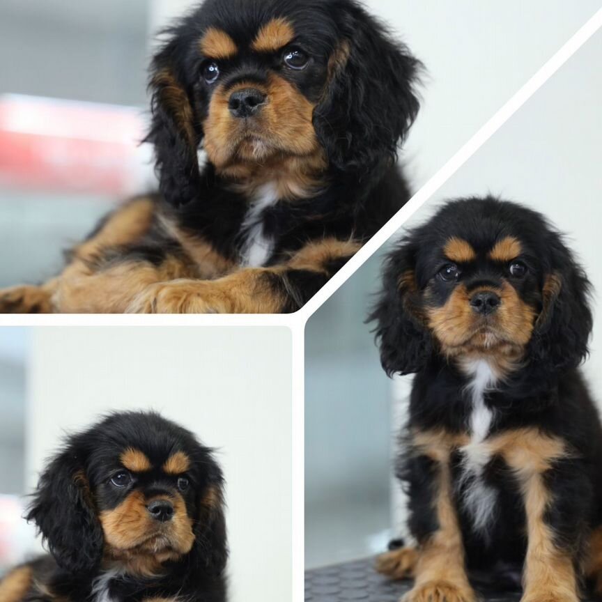 Кавалер кинг-чарльз-спаниель, щенок