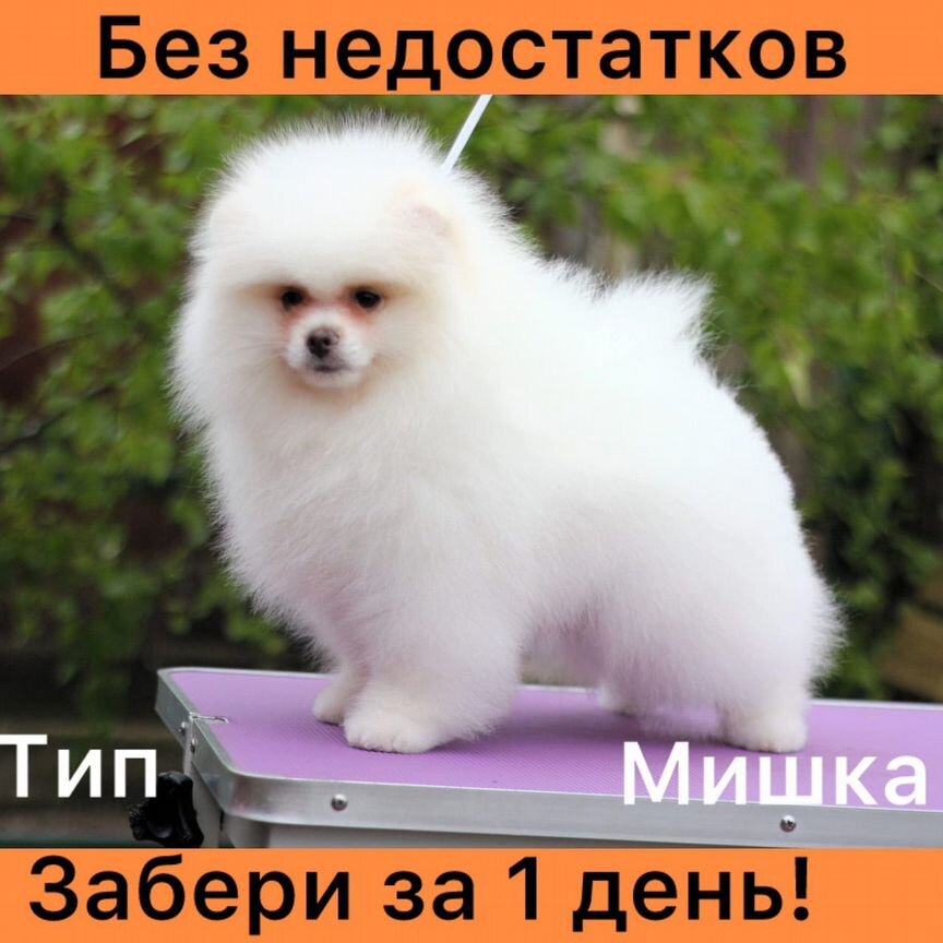 Померанский шпиц. Подарок неделя питания