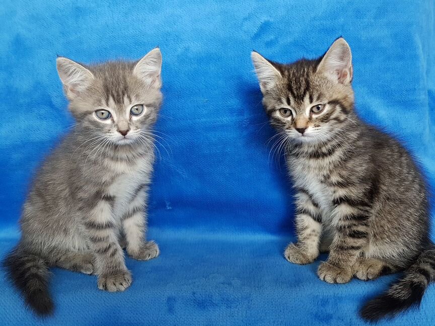 Котята полосатые мальчики,девочка+черный котик