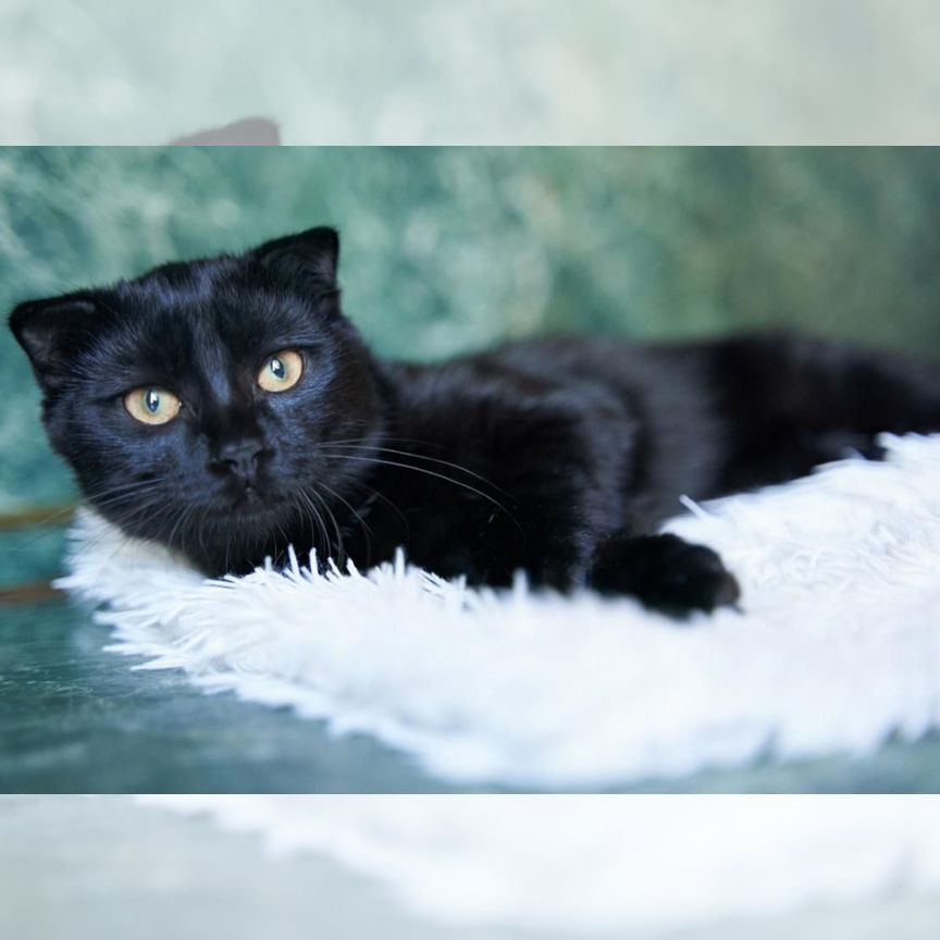 Шотландский вислоухий короткошёрстный котёнок