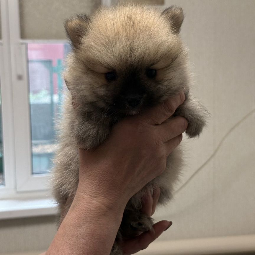 Немецкий шпиц, щенок