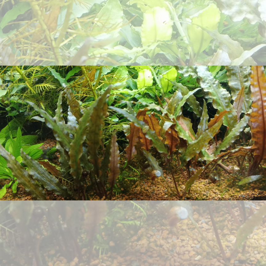 Для аквариума живые растения в аквариум