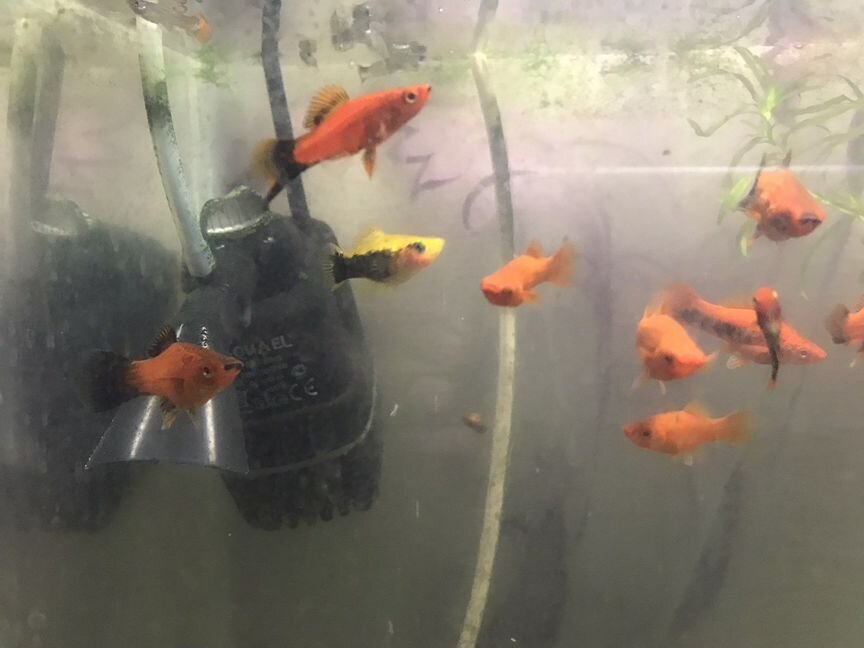 Меченосцы красные зеленые кубинцы