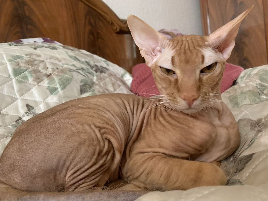 Жених брашевый сфинкс