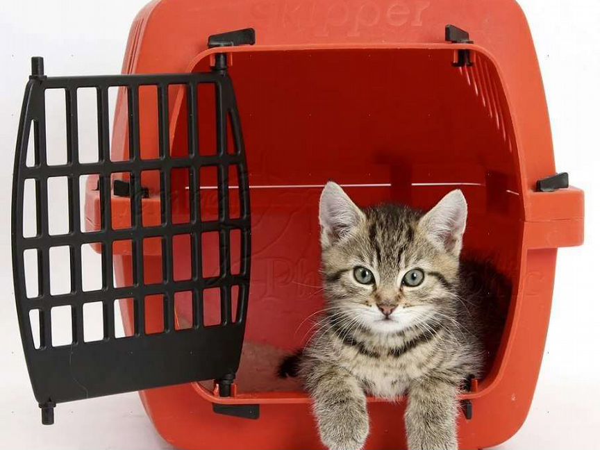 Аренда, прокат. Переноска для котиков