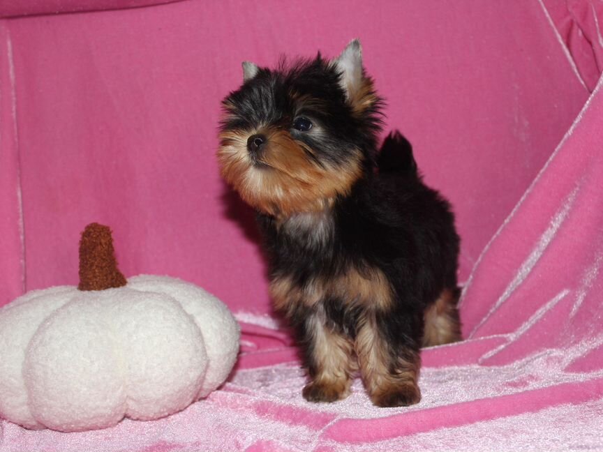 Классные детки