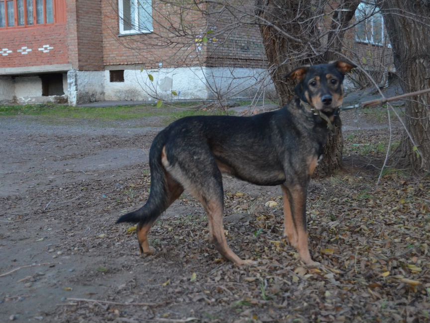 Отдам щенка 11 мес. мальчика. Кастрат