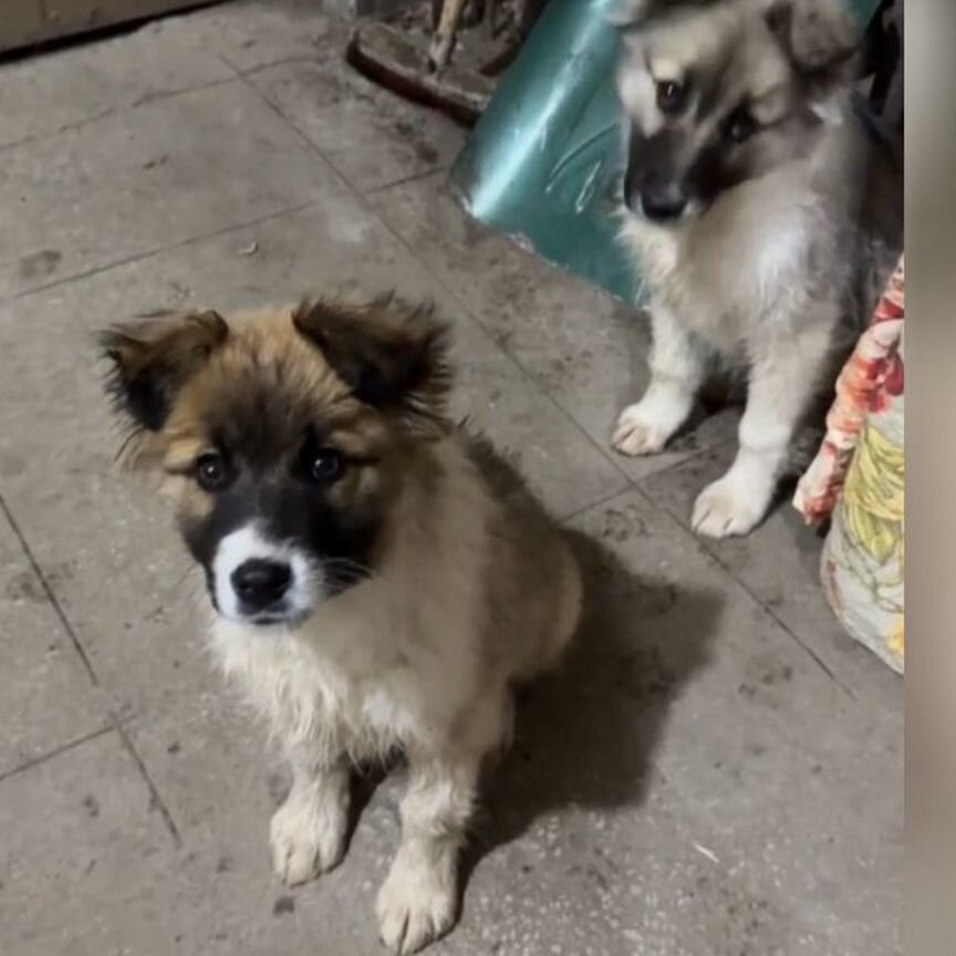 Щенок в добрые руки