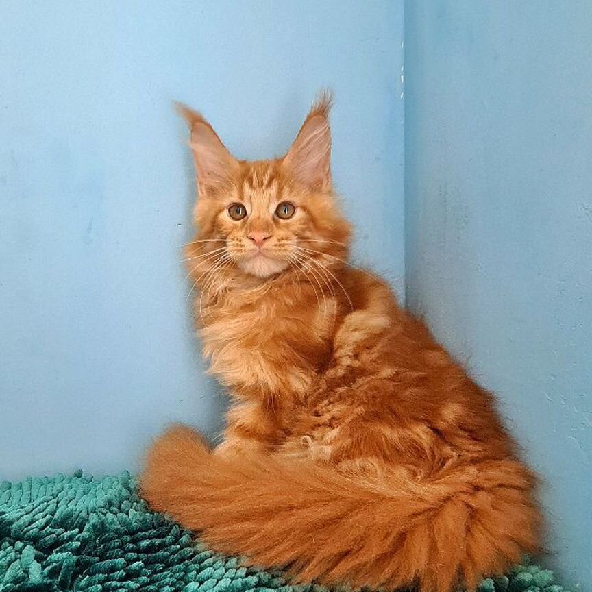 Мейн - кун Котейка красавчик
