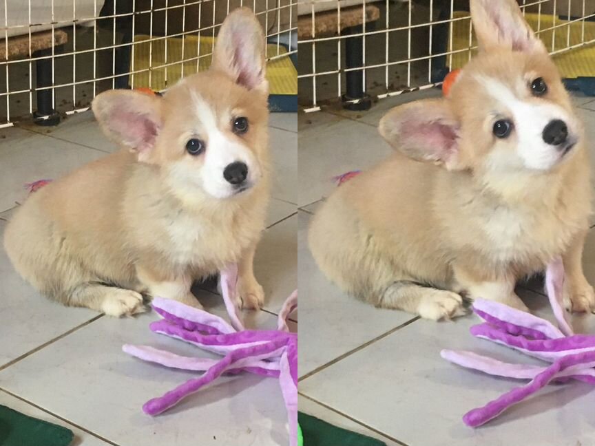 Вельш Корги Пемброк