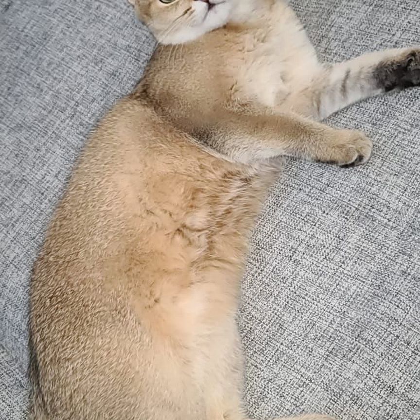 Сингапурская кошка